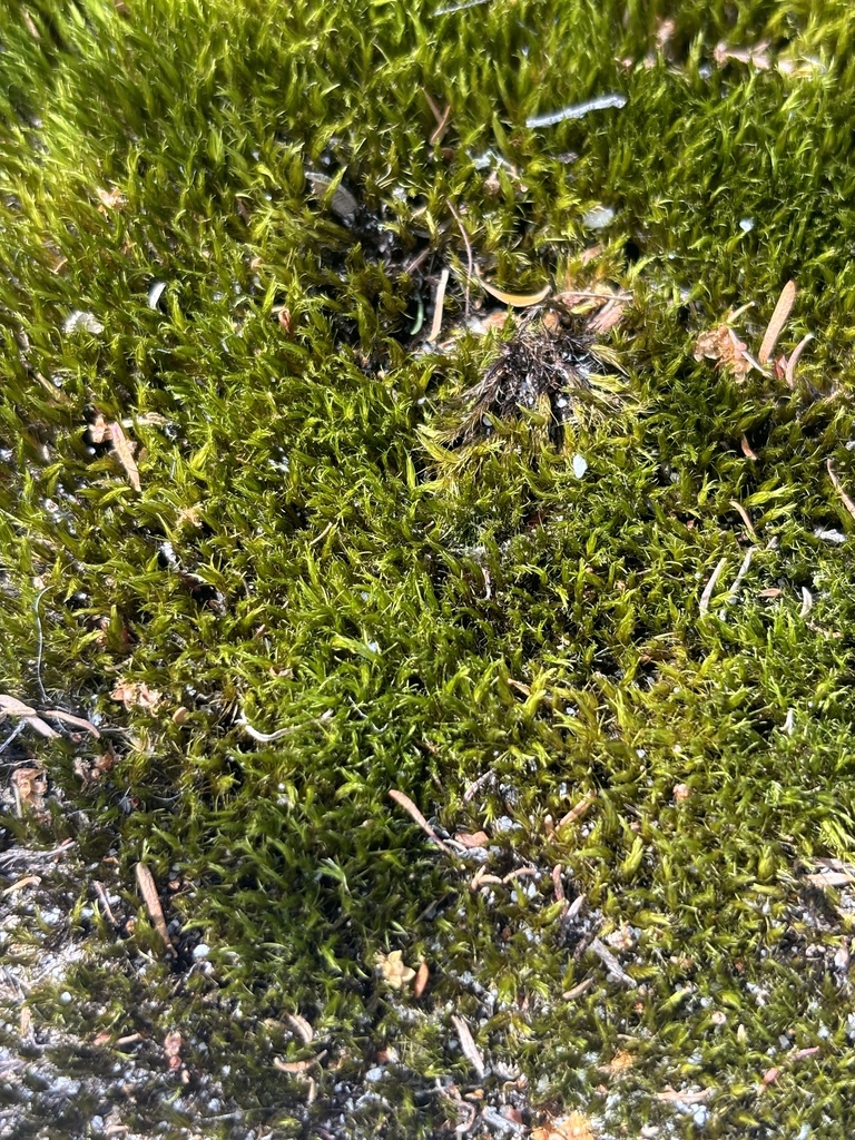 Common wall-screw moss from Malabar Headland National Park, Malabar ...