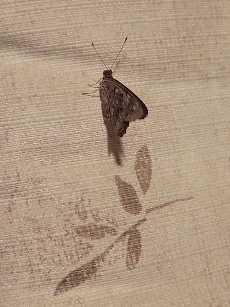 Hackberry Emperor from Temple on October 10, 2024 at 09:52 PM by Amy ...
