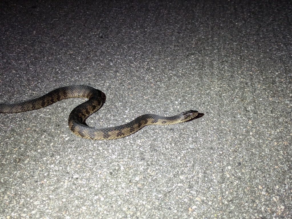Saltmarsh Snake in October 2024 by Hannes Leonard · iNaturalist