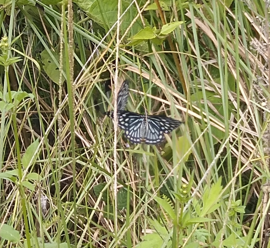 Common Mime Swallowtail from 6FJ9+PC9, Sikkim 737126, India on October ...