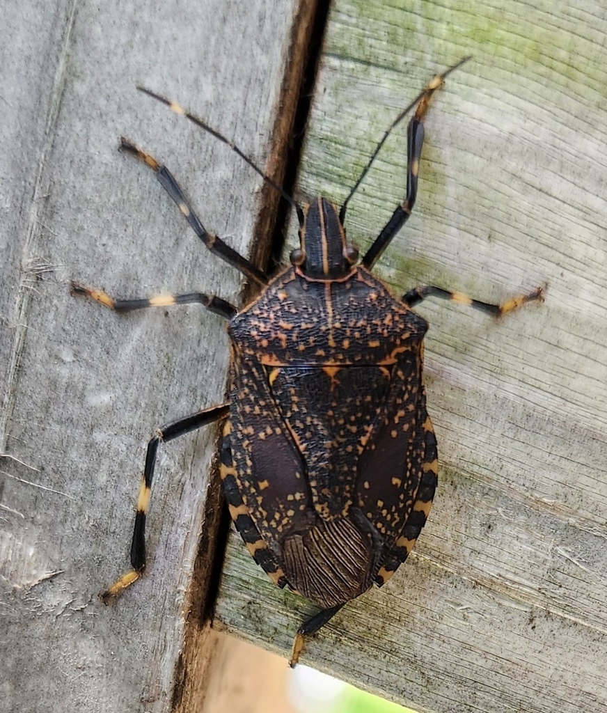 Yellow-spotted Stink Bug from Gokuraku Bridge, 1 Marunouchi, Kanazawa ...
