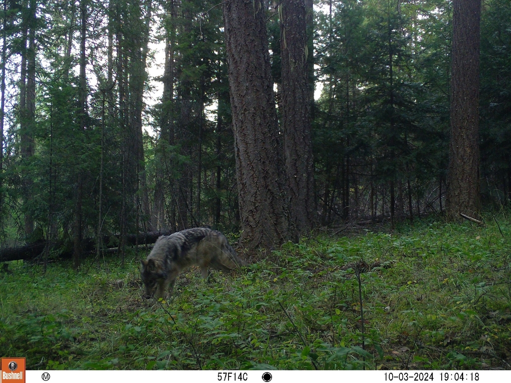 Northwestern Wolf from Thompson Falls, MT 59873, USA on October 3, 2024 ...