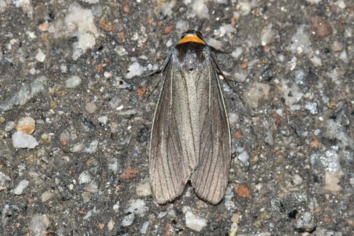 Paraona staudingeri · iNaturalist