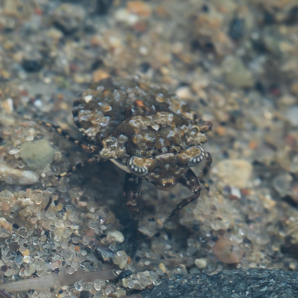 Big-eyed Toad Bug from Benton Township, IL, USA on September 29, 2024 ...