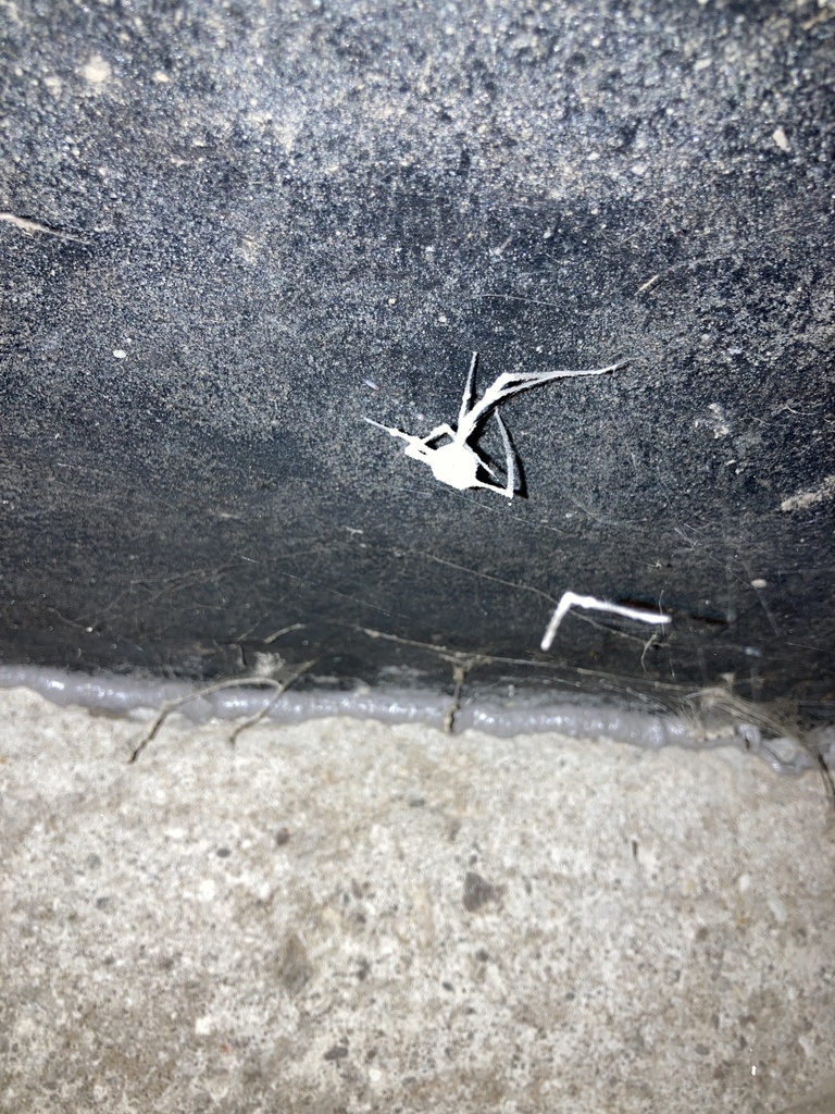 Engyodontium aranearum in October 2024 by Kristina Rudienė · iNaturalist