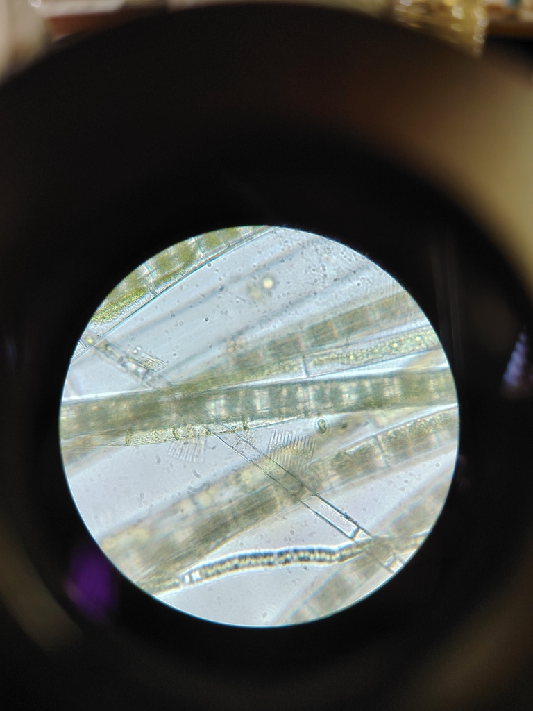 Fragilaria from Amphipôle, 1015 Ecublens, Suisse on October 11, 2024 at ...