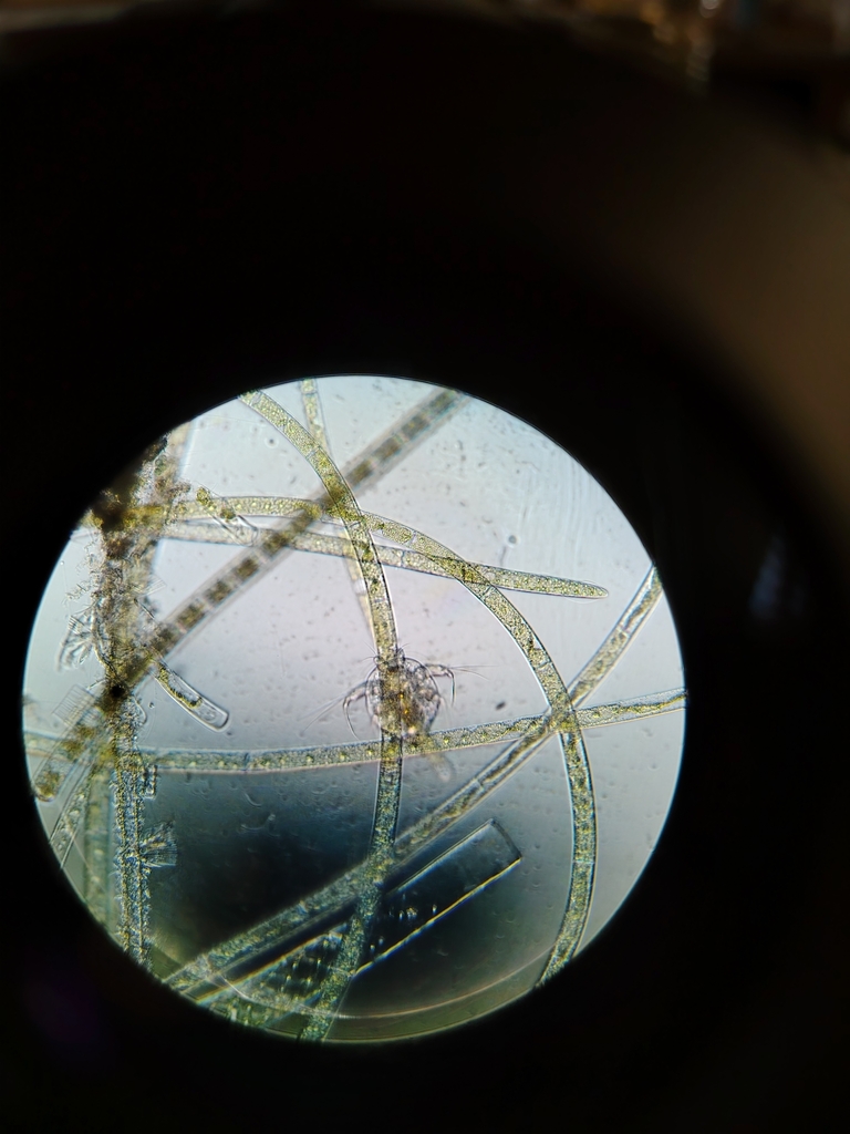 Crustaceans from Amphipôle, 1015 Ecublens, Suisse on October 11, 2024 ...