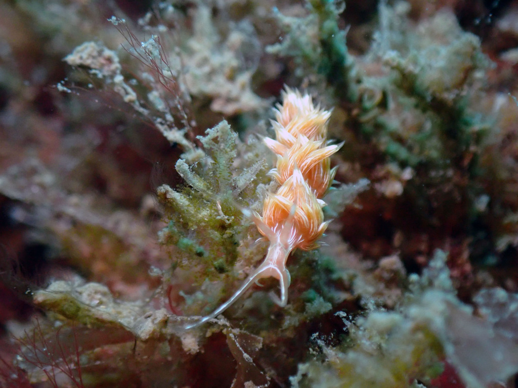 Cratena lineata from Little Beach on October 11, 2024 at 03:32 PM by ...