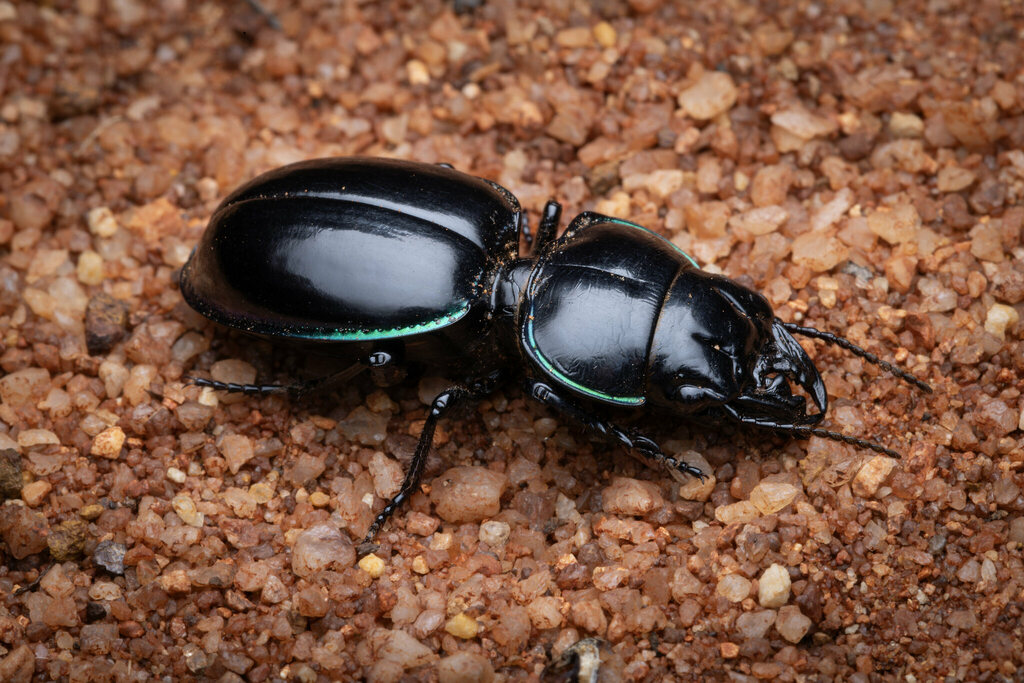 Carenum occidentale from Rothsay WA 6620, Australia on October 10, 2024 ...