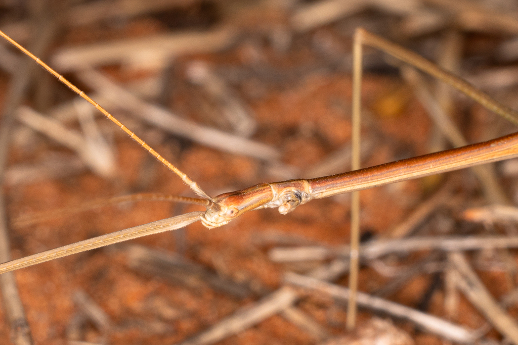 Denhama Grass Stick Insects from Lake Mackay NT 0872, Australia on ...