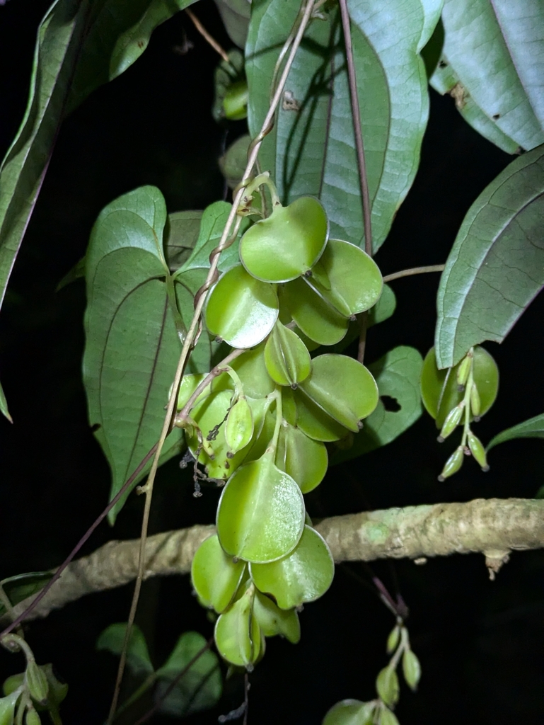 Common Yam Vine from England Creek QLD 4306, Australia on October 11 ...