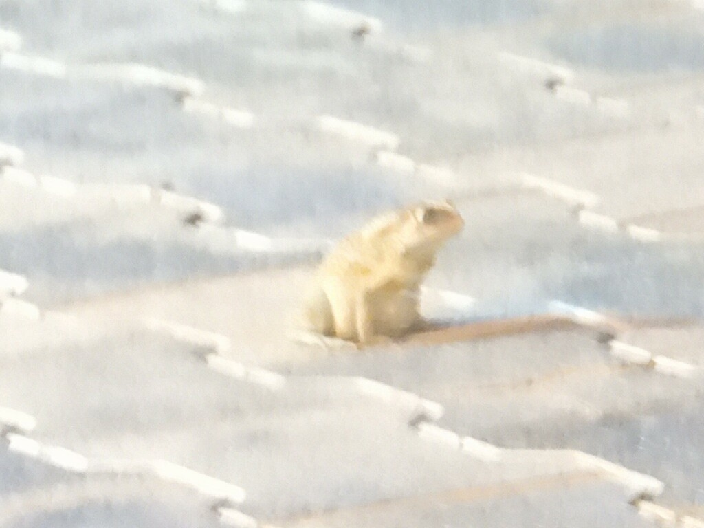 Asian Common Toad from Arena, Bettadasanapura Bypass Rd, Electronic ...