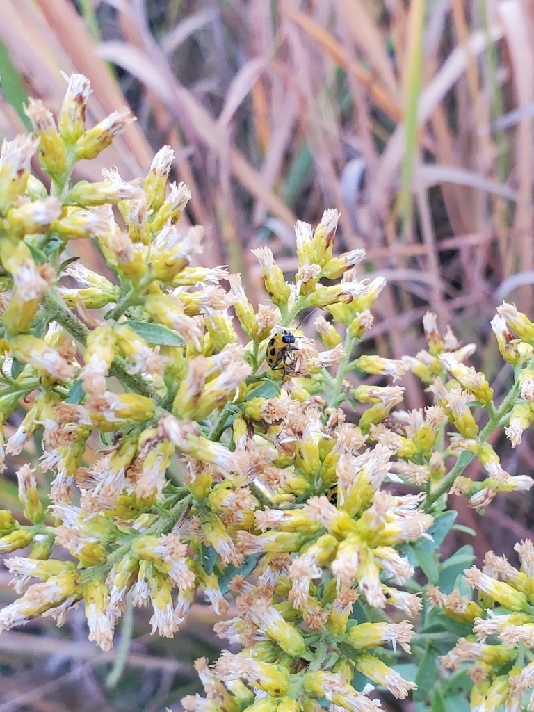 Spotted Cucumber Beetle from Spirit Mound Township, SD 57069, USA on ...