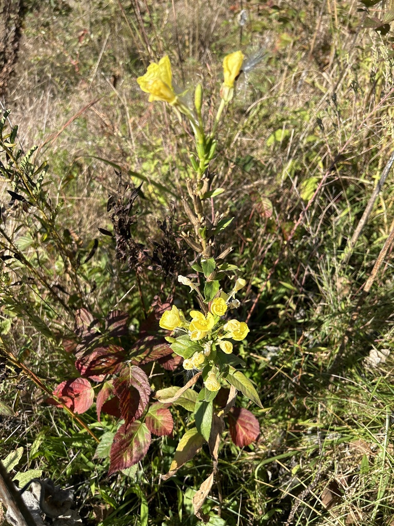 common evening-primrose from Alpha Ridge Park, Marriottsville, MD, US ...