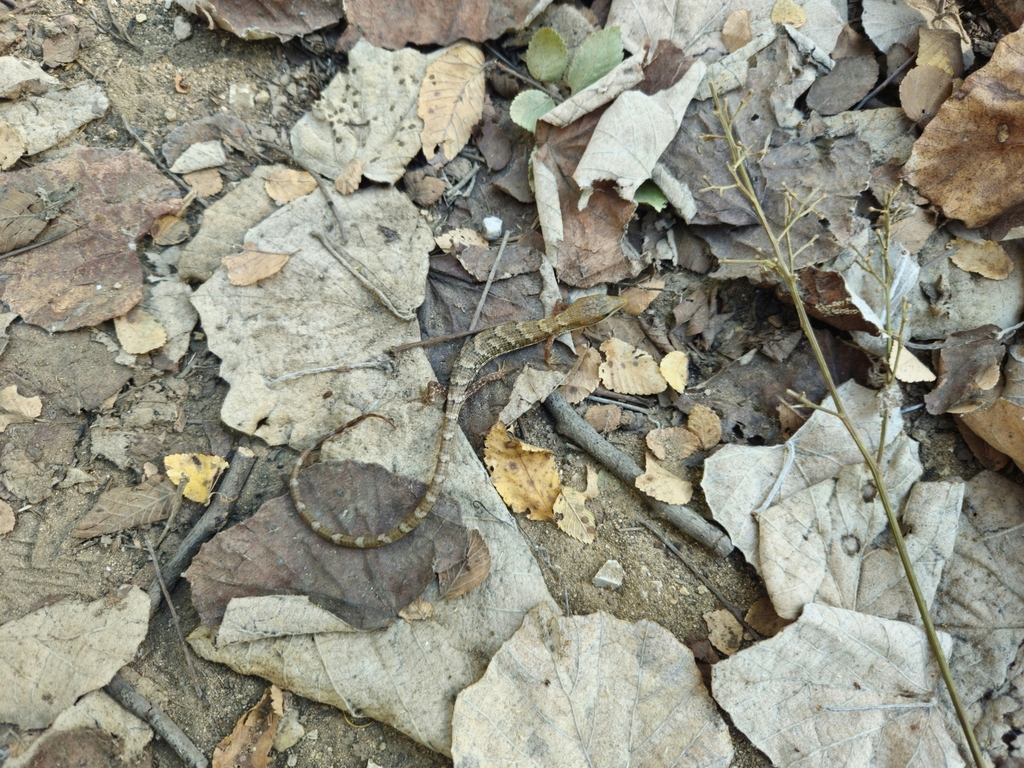 Texas Alligator Lizard in October 2024 by colanegra · iNaturalist