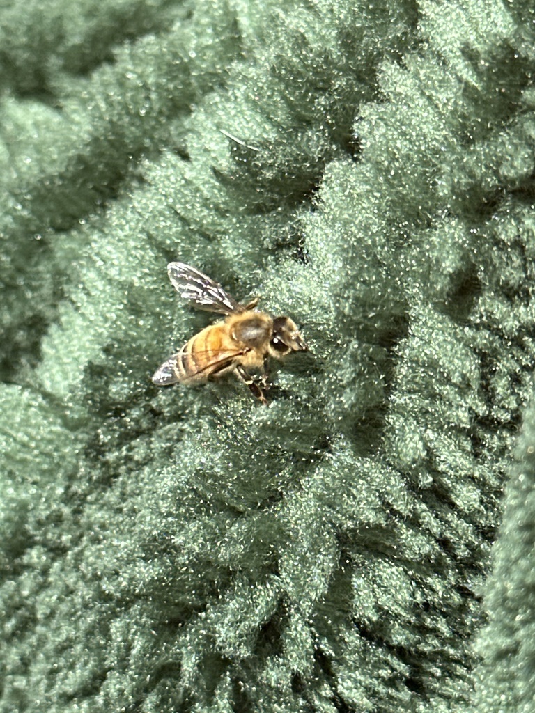 Western Honey Bee from Pelham Bay Park, New York, NY, US on October 11 ...