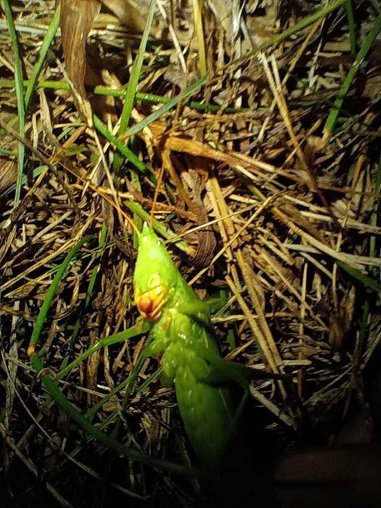 Sword-bearing Conehead from Custer, WI 54423, USA on October 10, 2024 ...