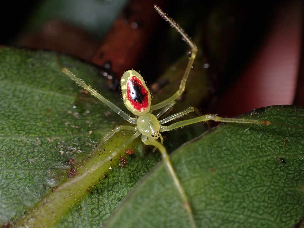 Orbweavers and Allies in October 2024 by Nathaniel Watkins. Is this ...