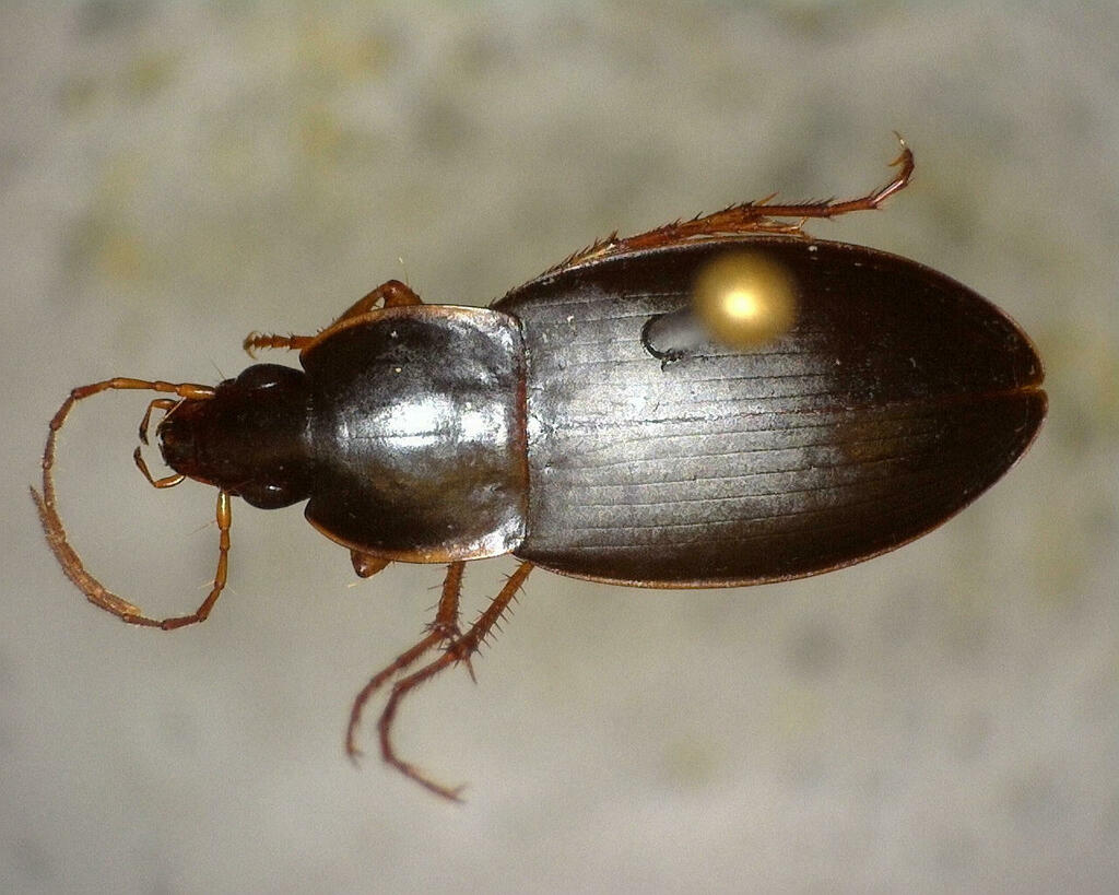 Calathus opaculus from Kimble County, TX, USA on May 1, 2024 at 11:51 ...