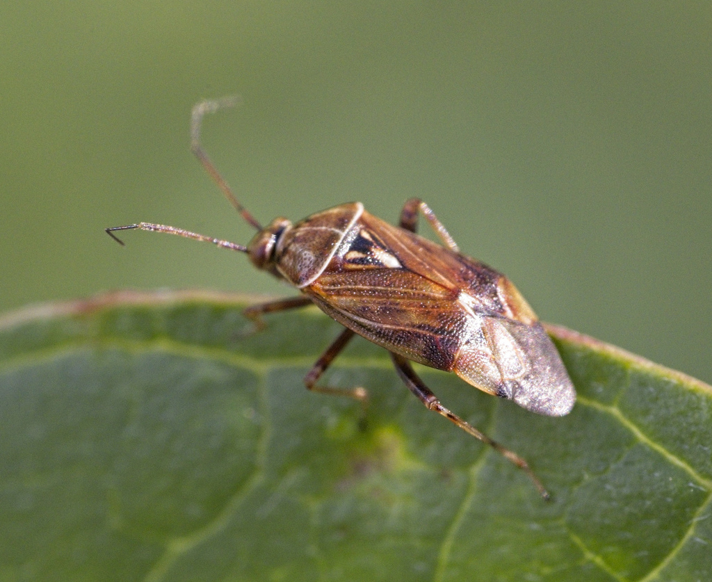 North American Tarnished Plant Bug from Bois-des-Esprits, Winnipeg ...