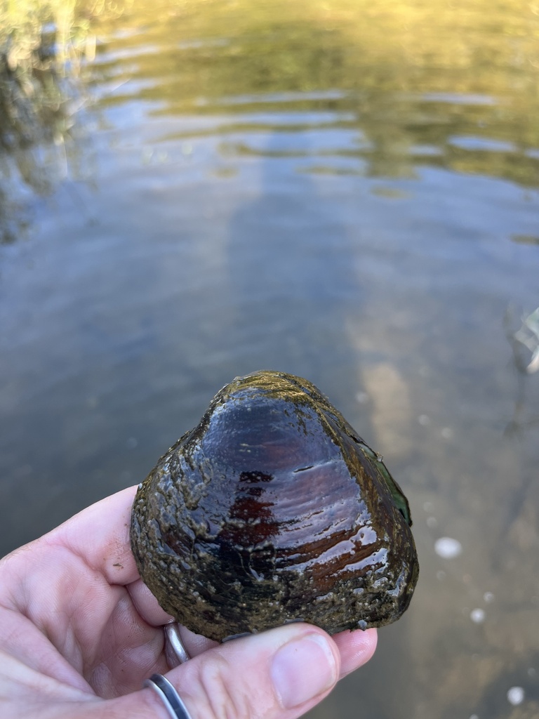 Gulf Pigtoe from Cahaba River, Centreville, AL, US on October 10, 2024 ...