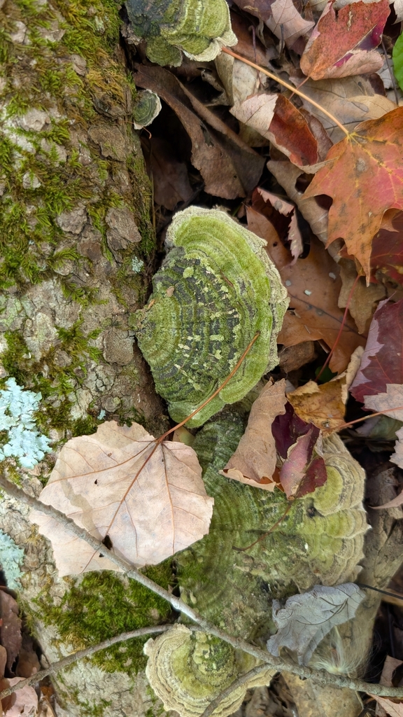Mossy Maze Polypore from Wymer, WV 26254, USA on October 11, 2024 at 12 ...
