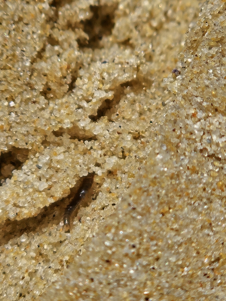 Ground Beetles from PW2X+WF, Nadgee NSW 2551, Australia on October 9 ...