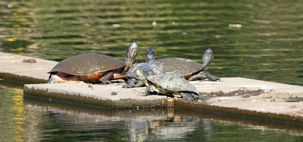 Red-eared Slider from Ben Brenman Park, 4800 Brenman Park Dr ...