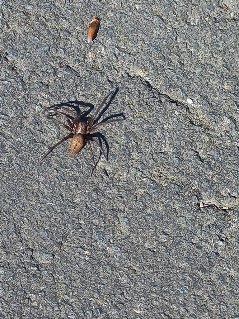 Sheetweb Spiders from Wakari, Dunedin 9010, New Zealand on October 12 ...