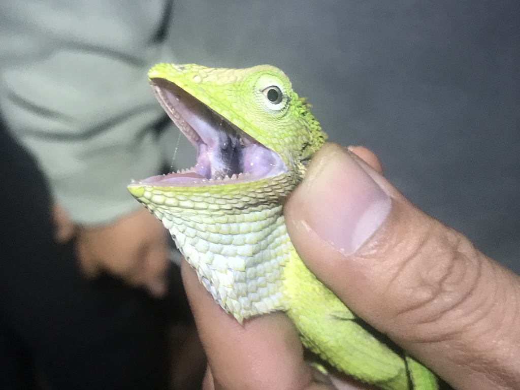 Great Crested Canopy Lizard from 80352, Badung, Bali, ID on July 6 ...