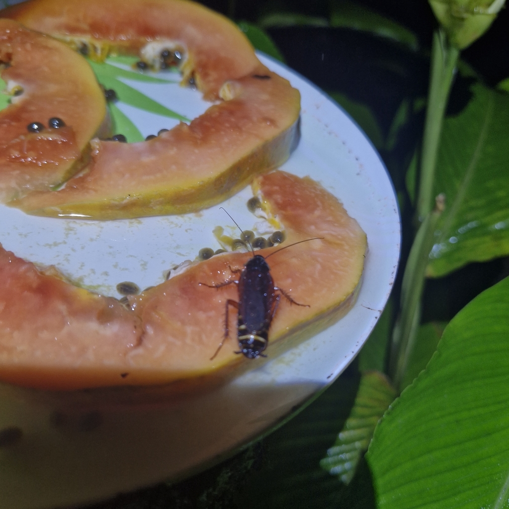 Australian Cockroach from 700 m sur del escuela cerro plano, Provincia ...