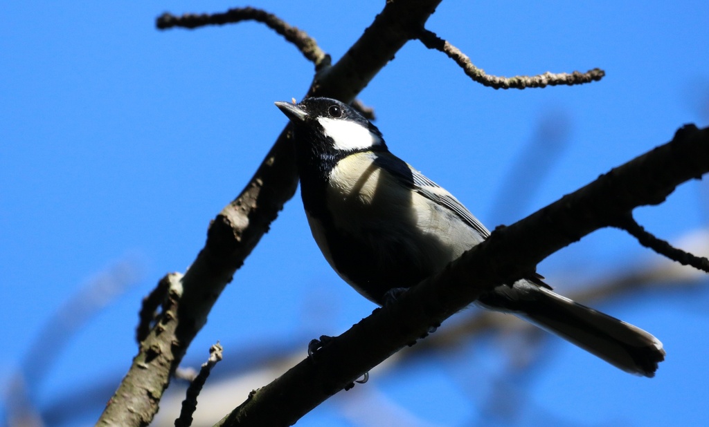 Parus minor minor from Arahari, Ritto, Shiga 520-3003, Japão on October ...