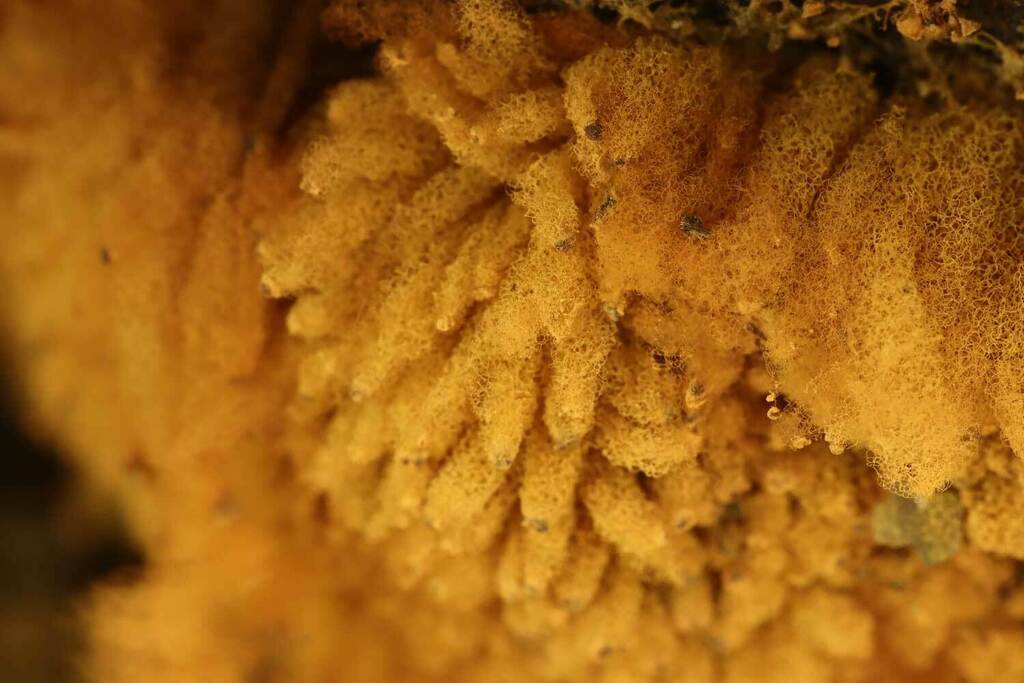 Yellow Carnival Candy Slime from Birralee TAS 7303, Australia on ...