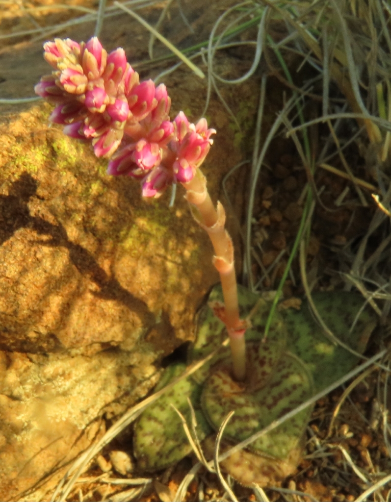 Crassula tabularis from Ubuntu Local Municipality, South Africa on ...