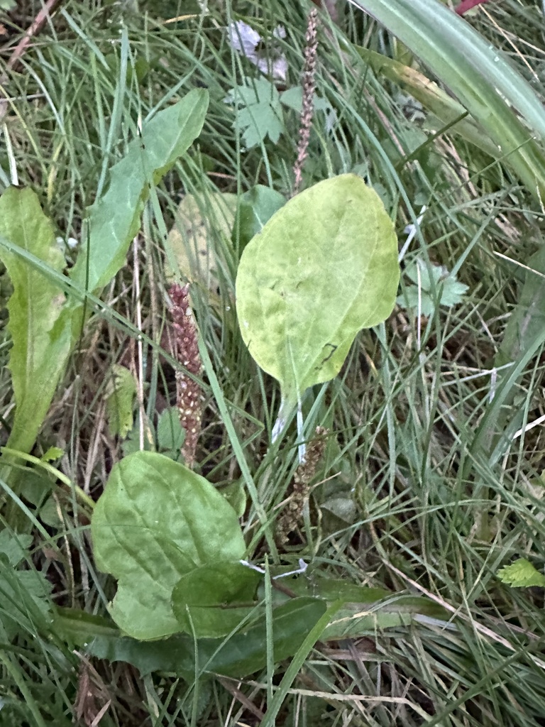 greater plantain from Gastineau Channel, Juneau, AK, US on October 11 ...