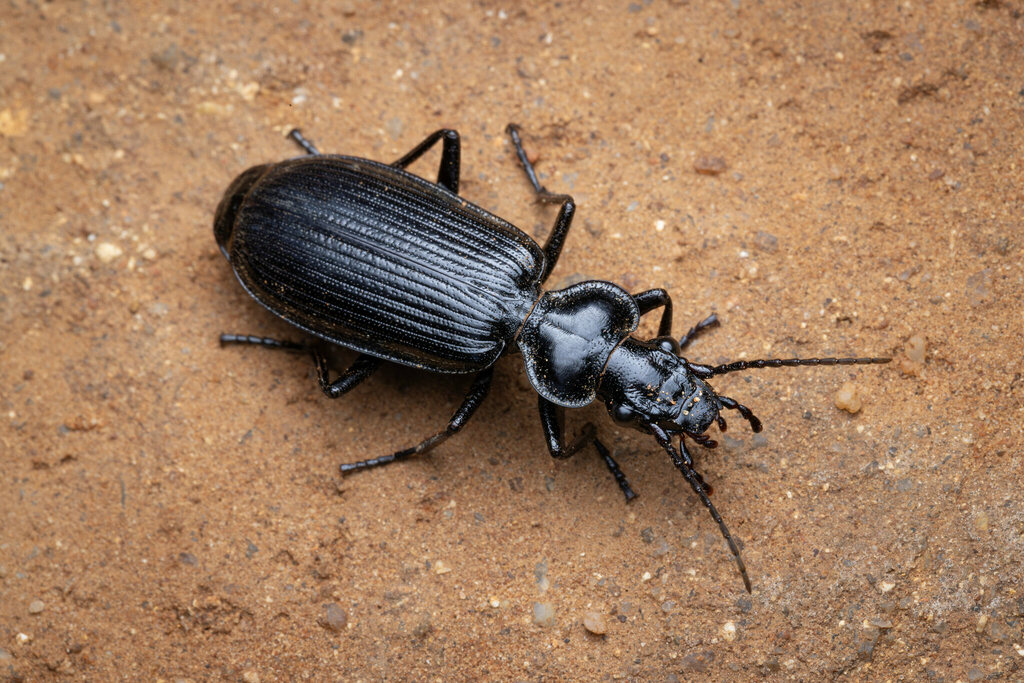 Gigadema from Rothsay WA 6620, Australia on October 10, 2024 at 01:31 ...