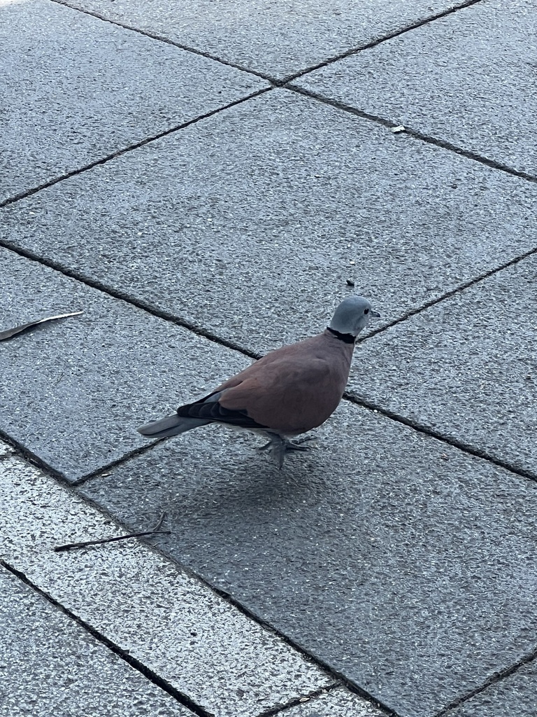 Red Collared-Dove from Sanap Thuep, Wang Noi, Phra Nakhon Si Ayutthaya ...