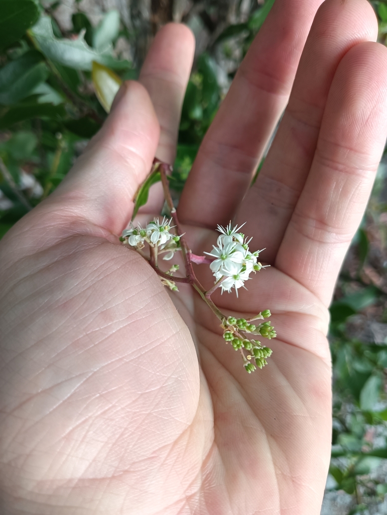 forest phebalium from Girraween QLD 4382, Australia on October 12, 2024 ...