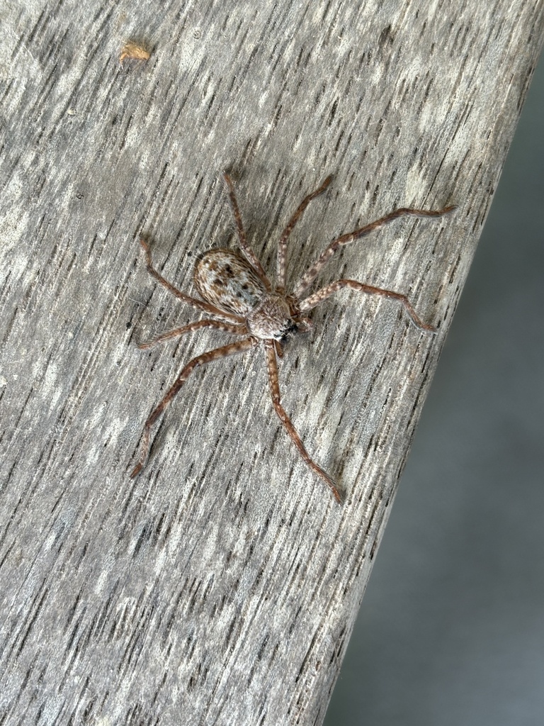 Banded Huntsman Spiders from Tallegalla, QLD, AU on October 12, 2024 at ...
