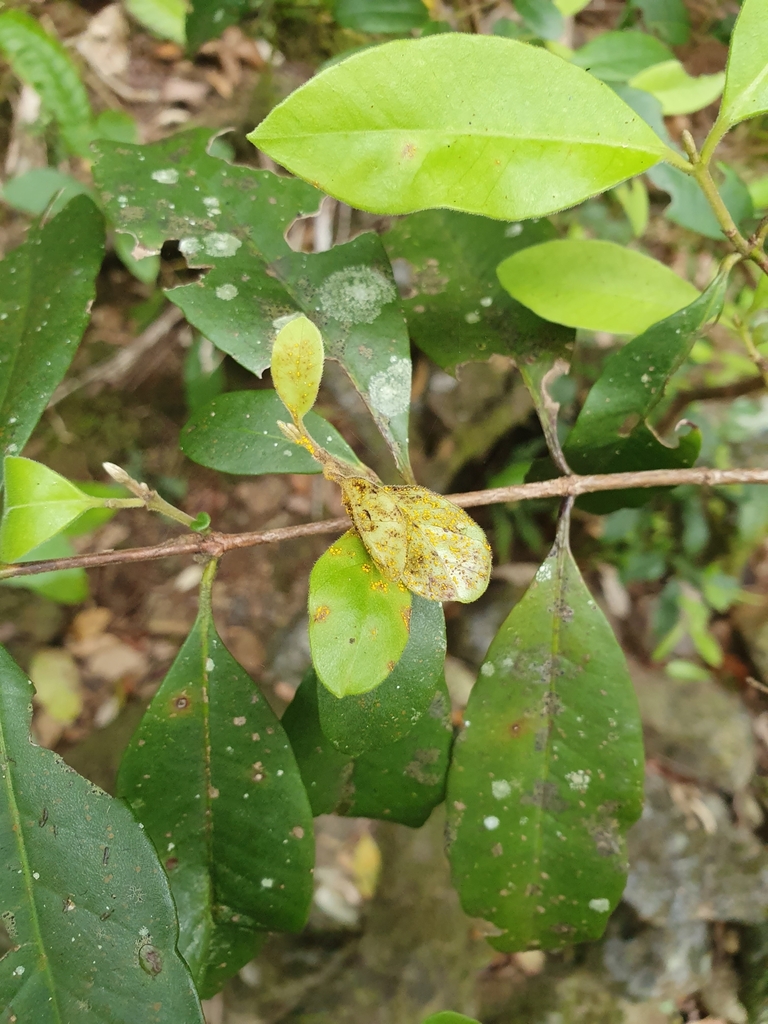 Myrtle Rust from Wilsons Creek NSW 2482, Australia on October 5, 2020 ...