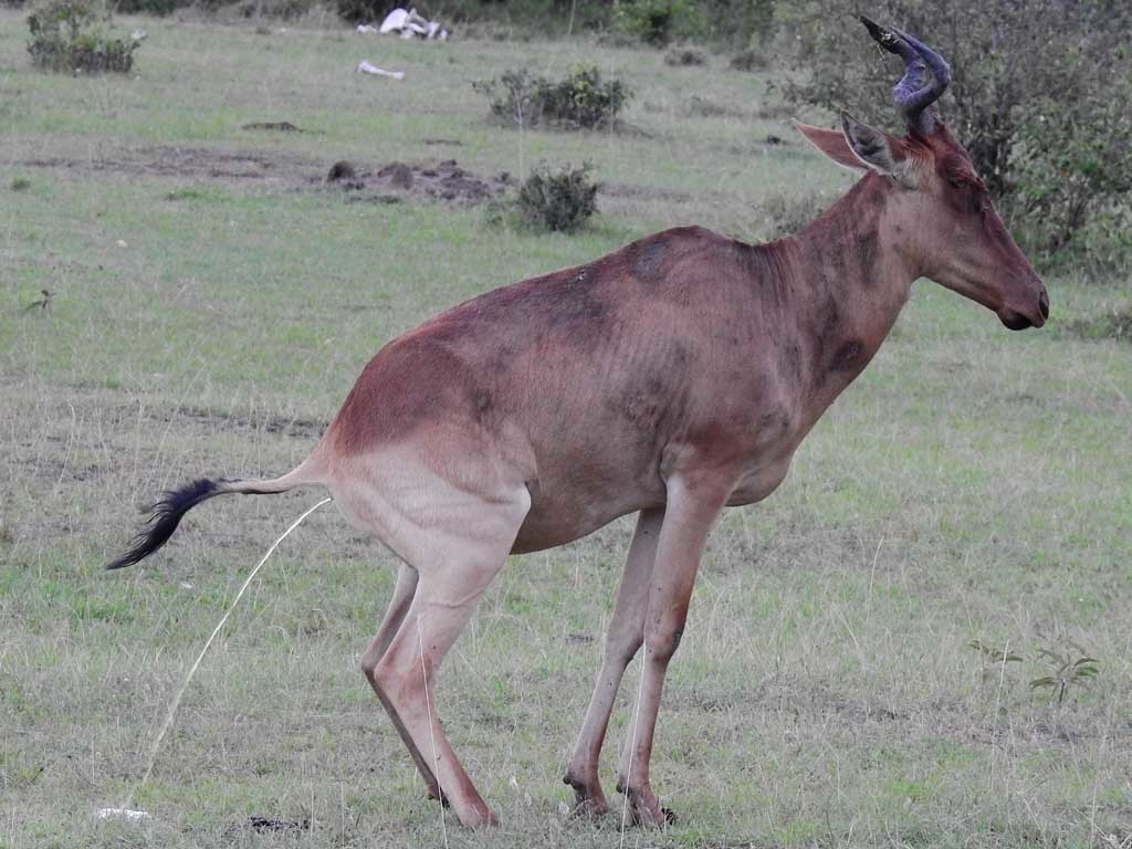 Coke's Hartebeest from Narok West, Narok, Kenya on June 7, 2019 at 04: ...