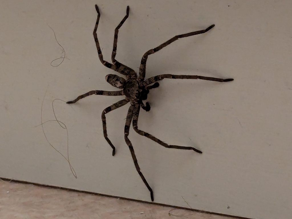 Huntsman Spiders from 394-14 Saijōchō Saijō, Higashihiroshima ...