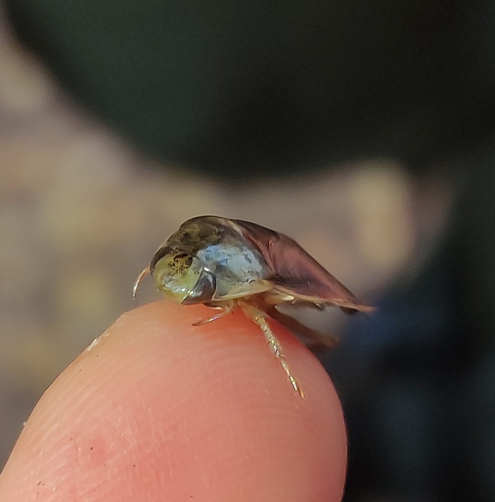 saucer bug from Московская обл., Россия, 141011 on October 12, 2024 at ...