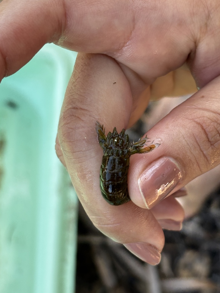 Common Mantis Shrimp from Puerto Rico, Luquillo, PR, US on October 12 ...