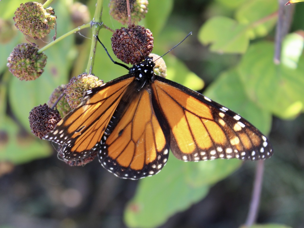 Monarch from Rockwall, TX, USA on October 11, 2024 at 03:22 PM by Jim ...