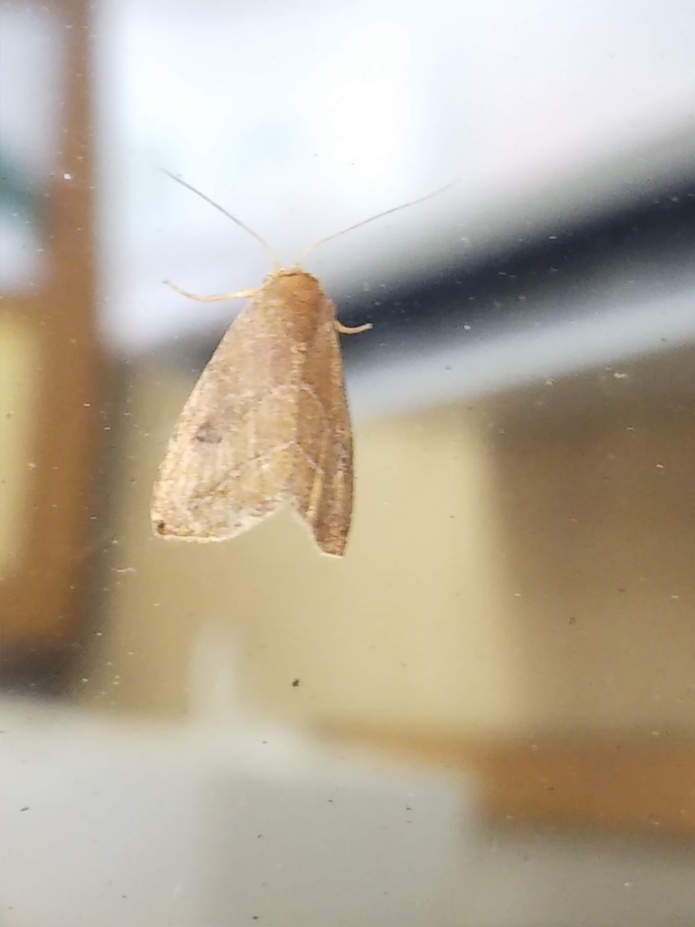 Rivula inconspicua from 日本 〒601-8213 on June 18, 2021 at 08:32 PM by ...