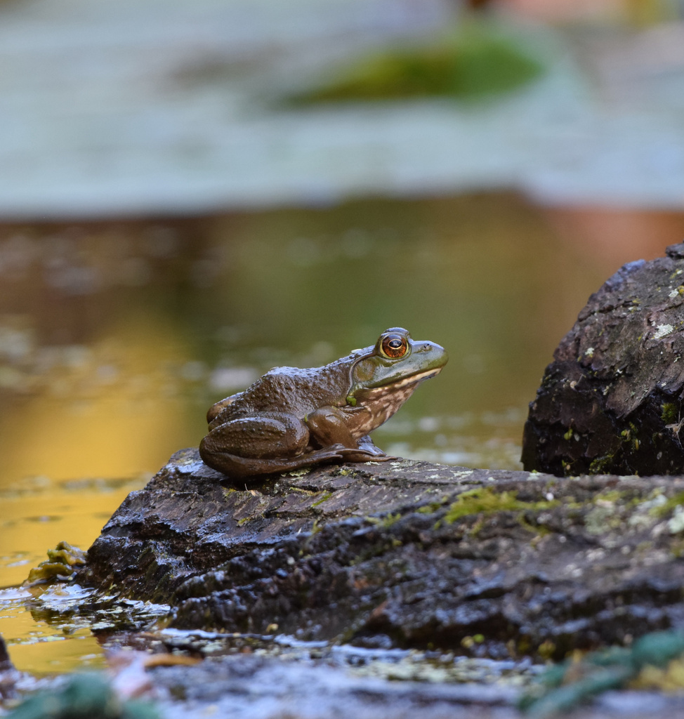 American Bullfrog from N Country National Scenic Trail, Portersville ...