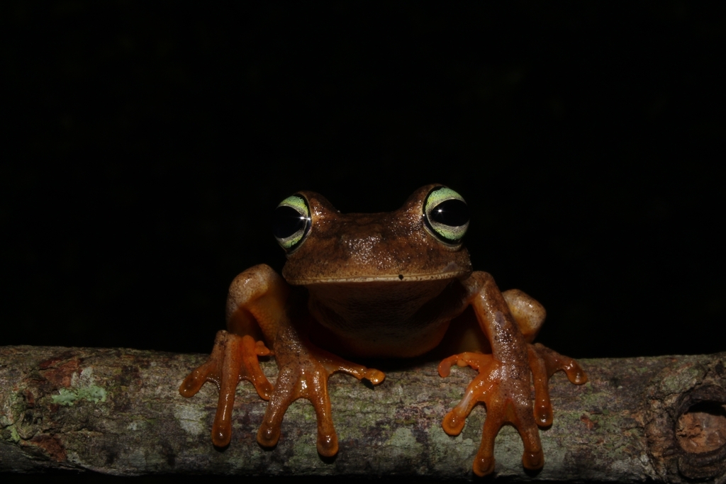 Banana Tree Dwelling Frog from 3CWW+VV, Villavicencio, Meta, Colombia ...