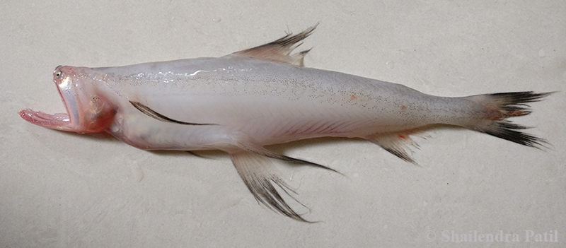 Bombay Duck in July 2017 by Shailendra patil · iNaturalist
