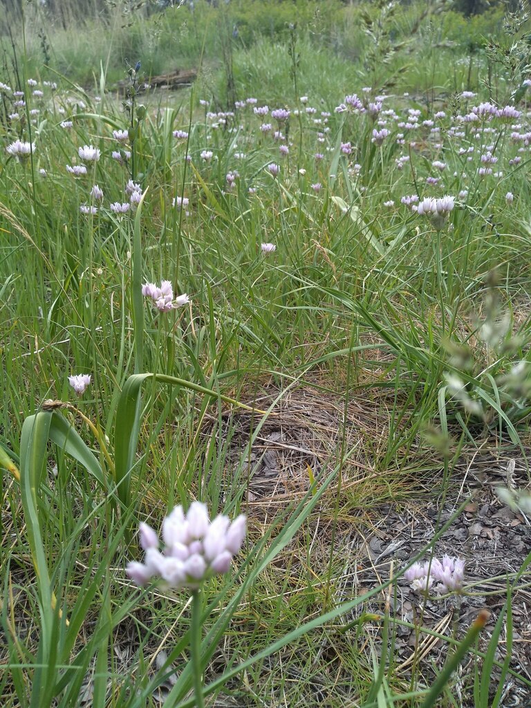 Geyer's onion from Spokane County, WA, USA on May 12, 2020 at 04:33 PM ...